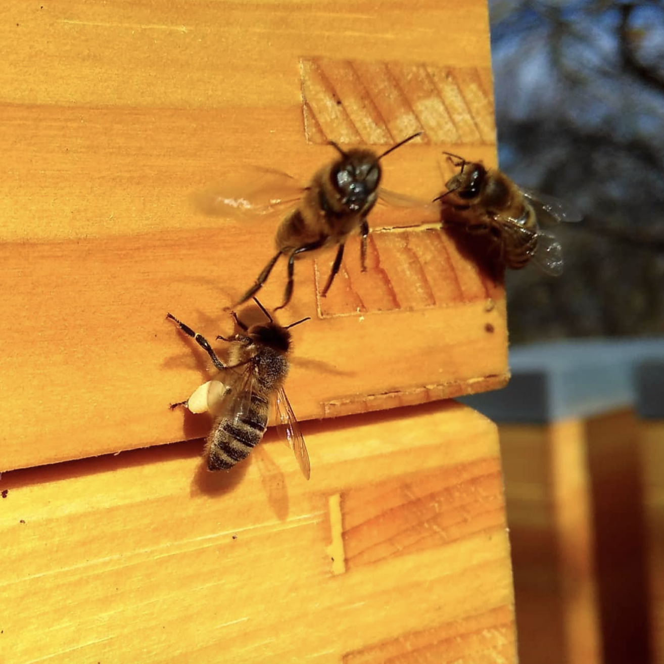 Start projektu 'Zachraňte včely' - Eprin.cz